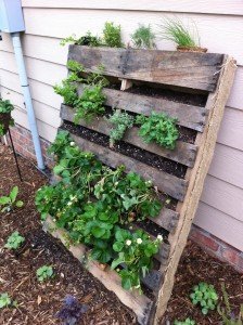 Pallet Gardening - SCP Survival