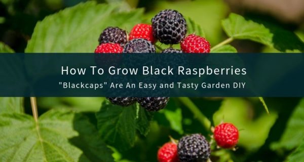 How To Grow Black Cap Raspberries (Easy DIY) - SCP Survival